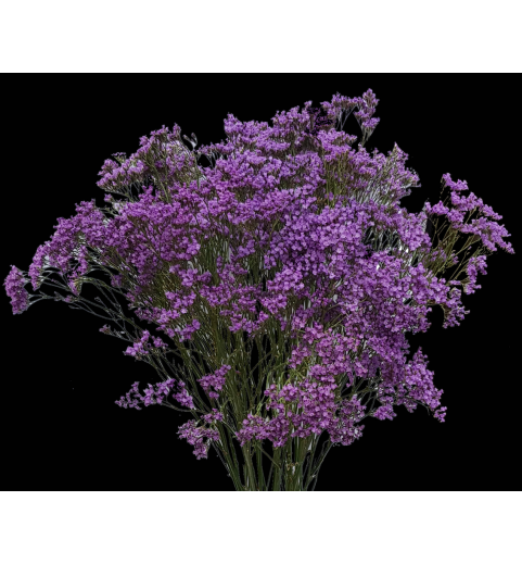 Limonium